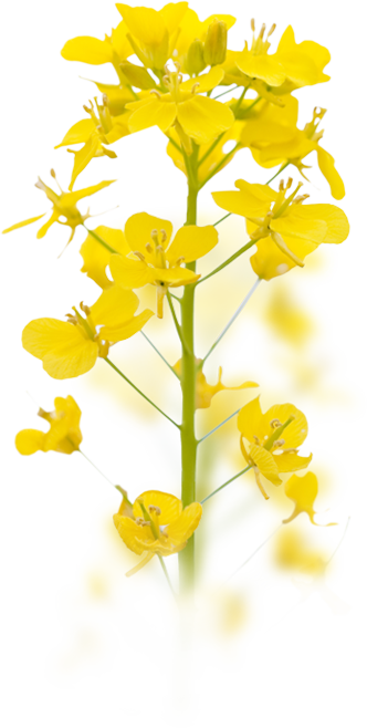 Canola Protein