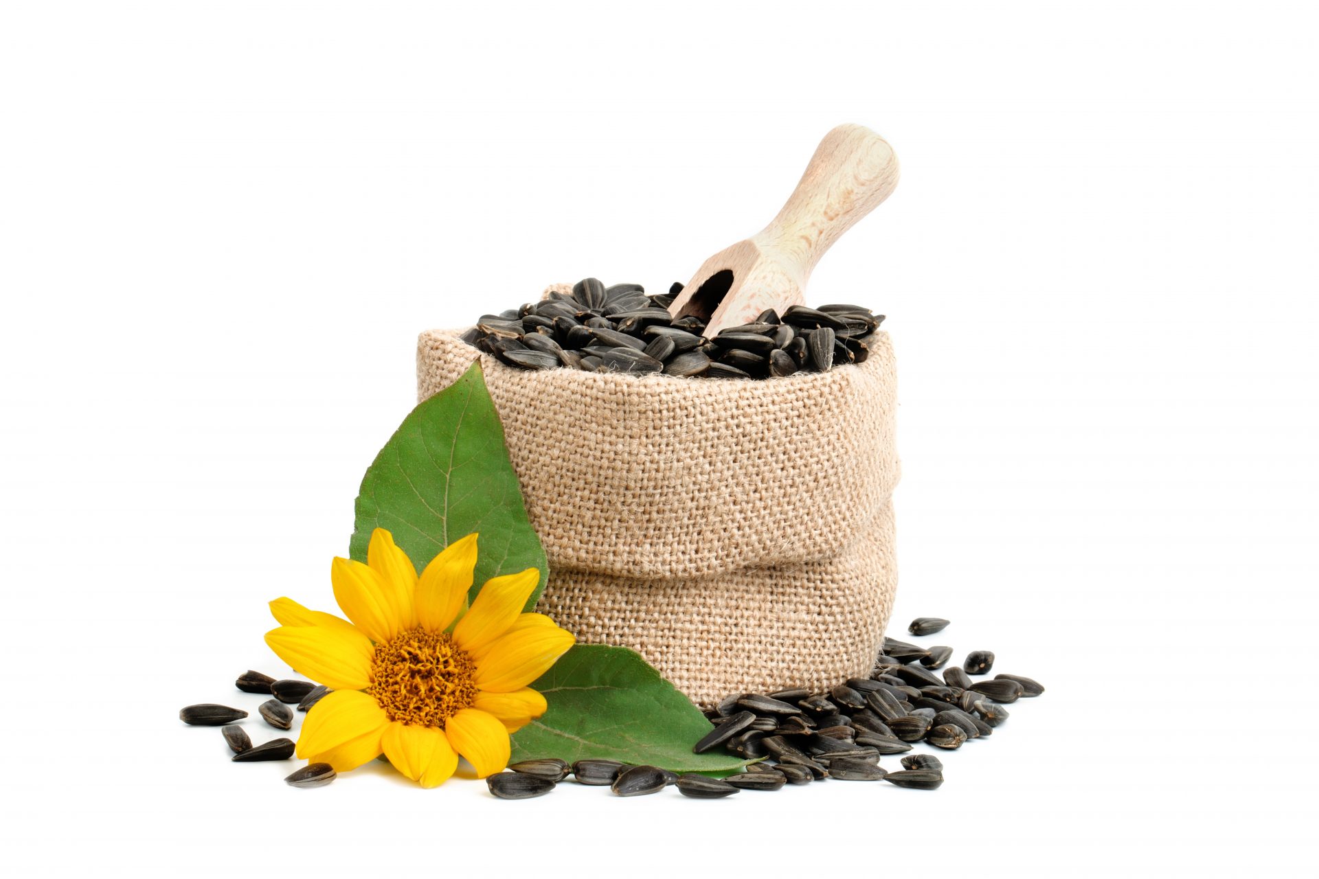Sunflower Protein